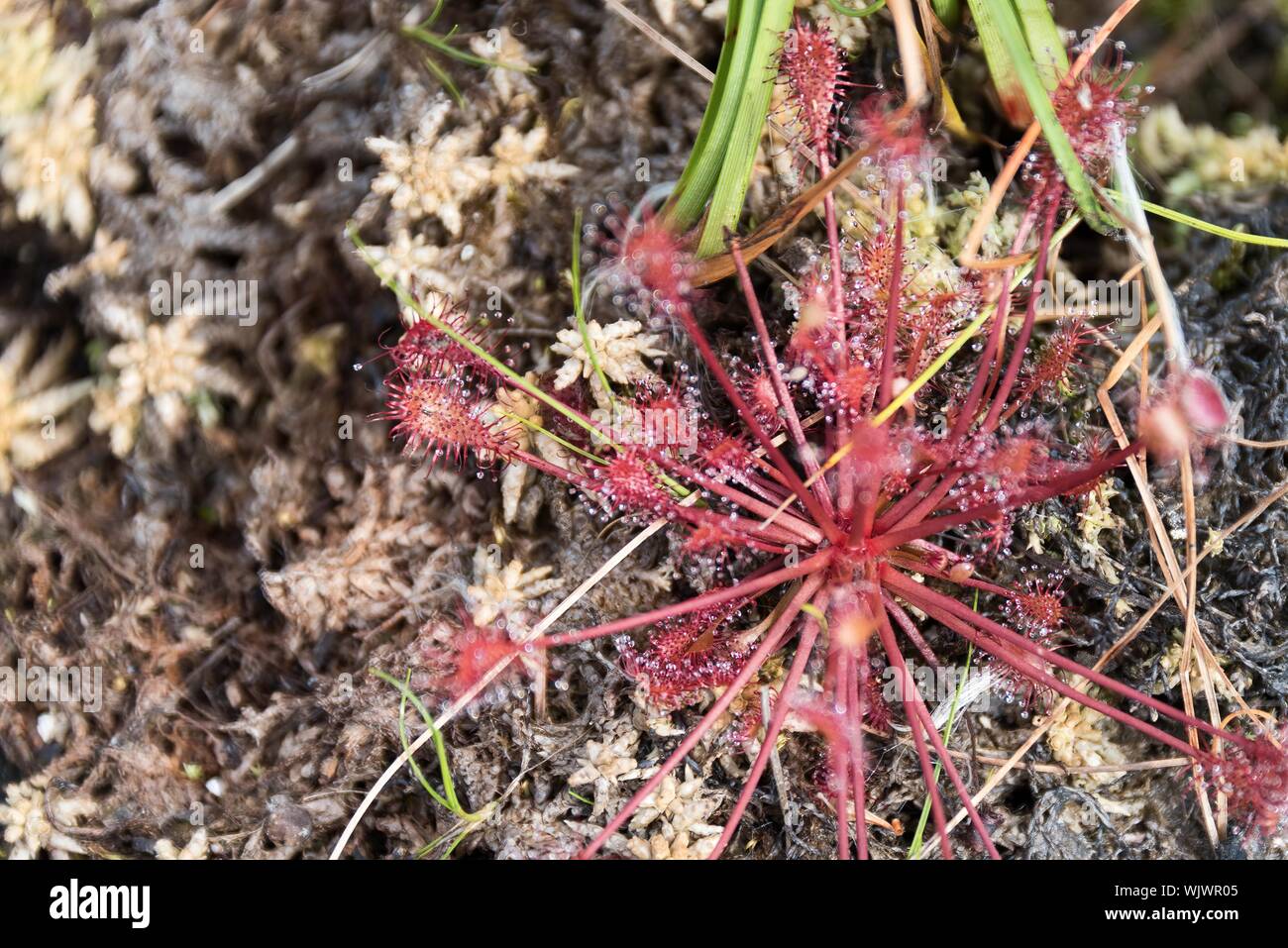 Alpine bog with Cotton-Grass and Spatulate-leaved Sundews on the South ...