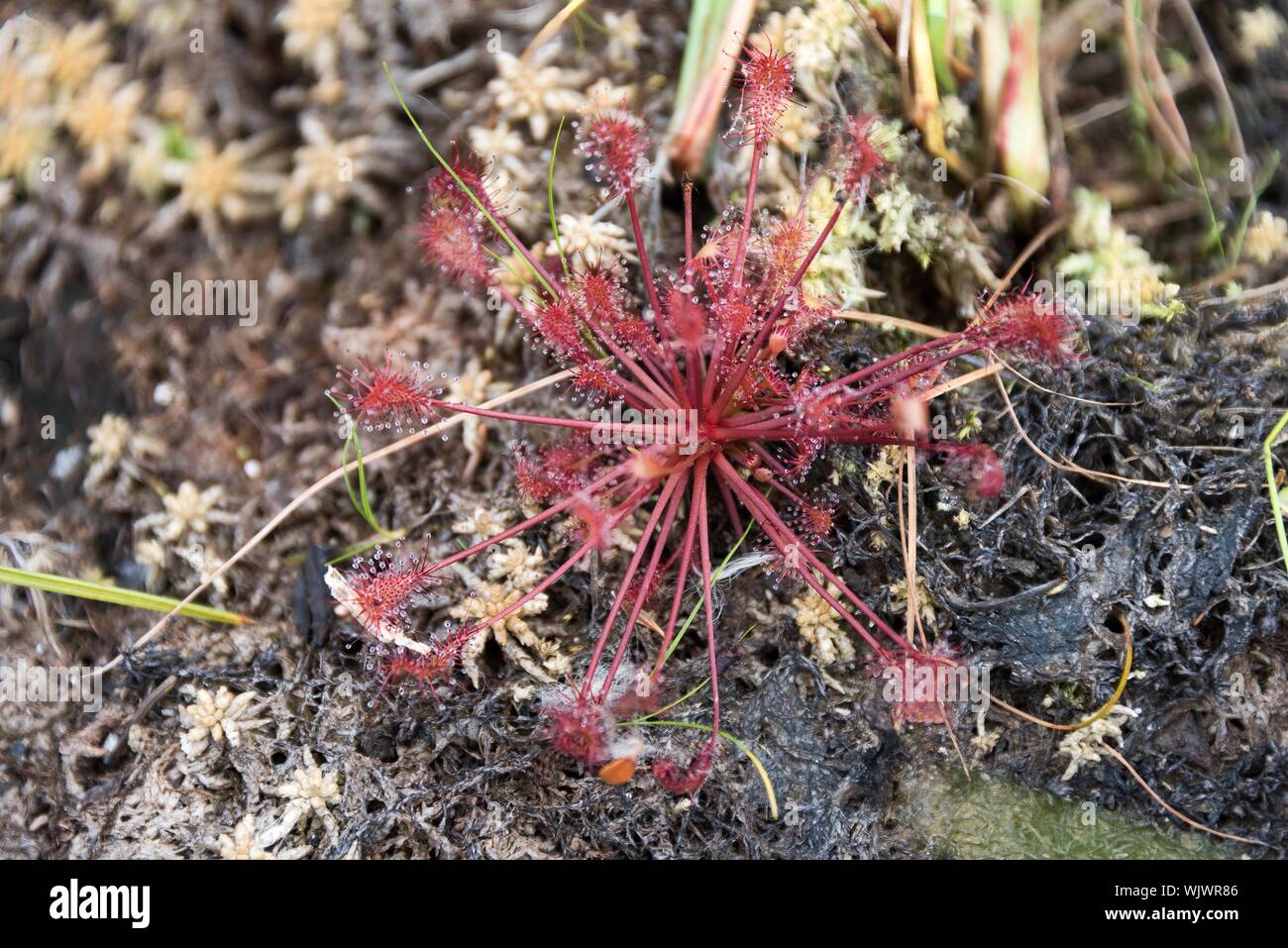 Alpine bog with Cotton-Grass and Spatulate-leaved Sundews on the South ...