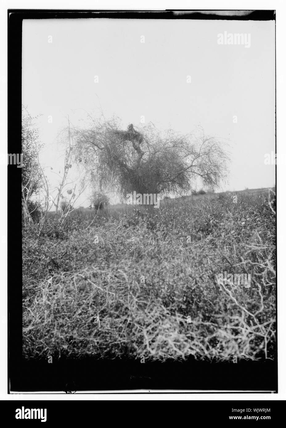 Human nest in a tree in Transjordan Stock Photo - Alamy