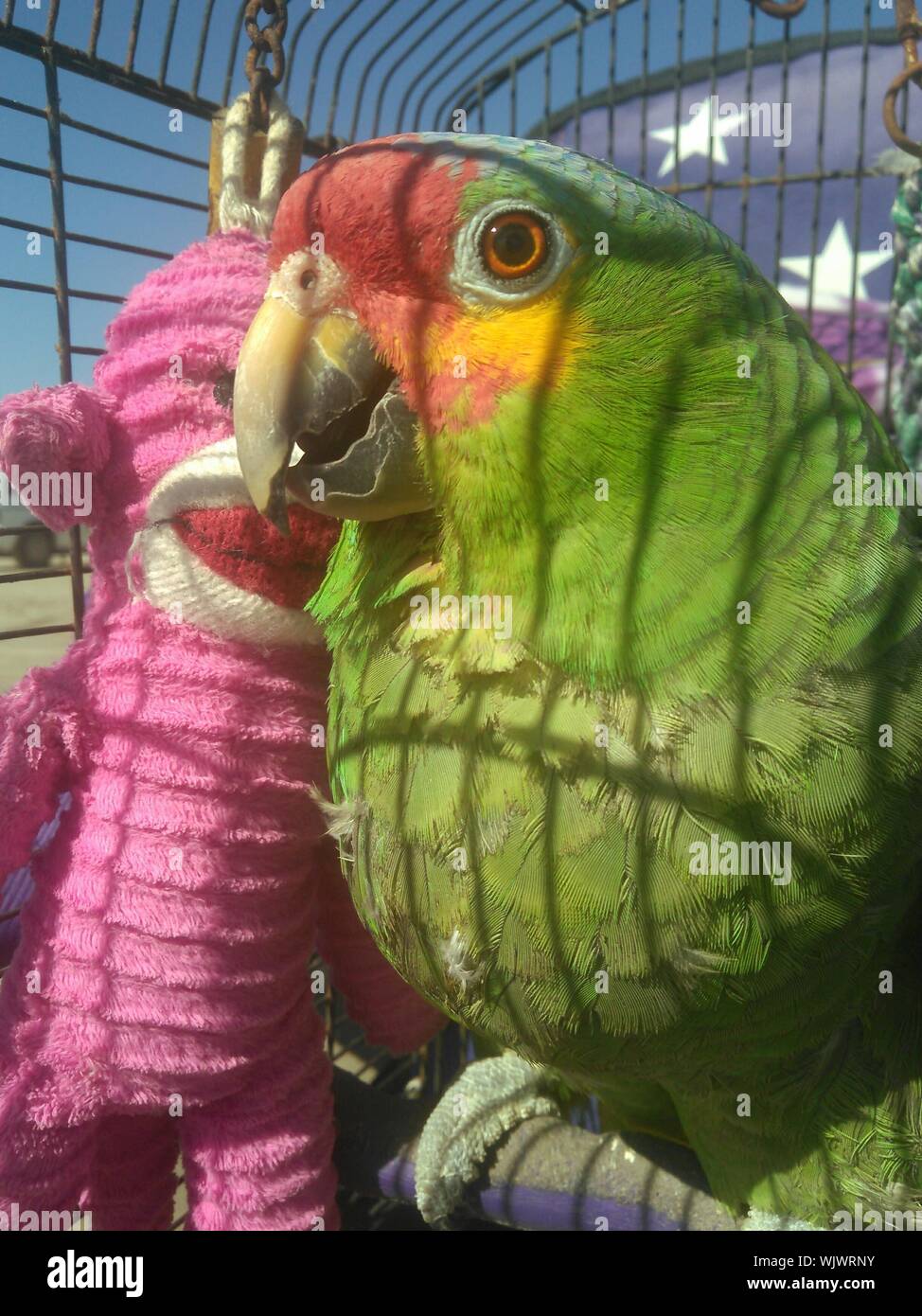 Monkey on parrot hi-res stock photography and images - Alamy