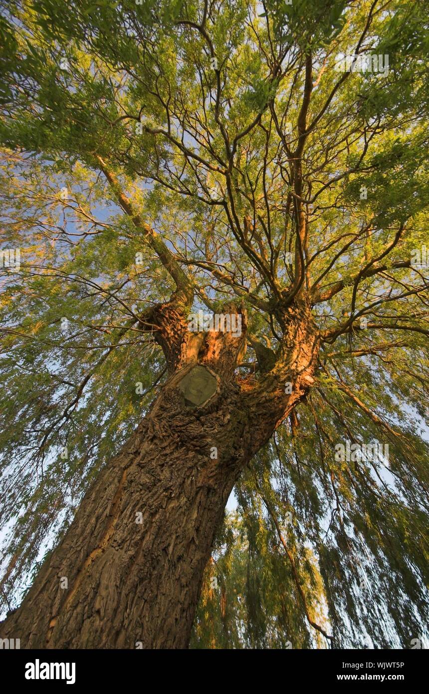 Willow tree taken from underneath, in warm light Stock Photo - Alamy