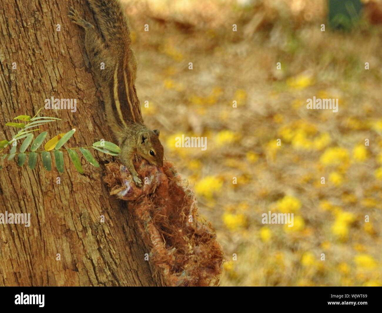 Sparrow tree hi-res stock photography and images - Alamy