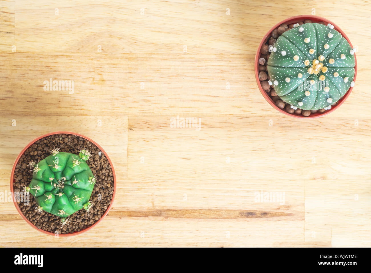 Cactus or succulents in the pot on the wooden office table background ...