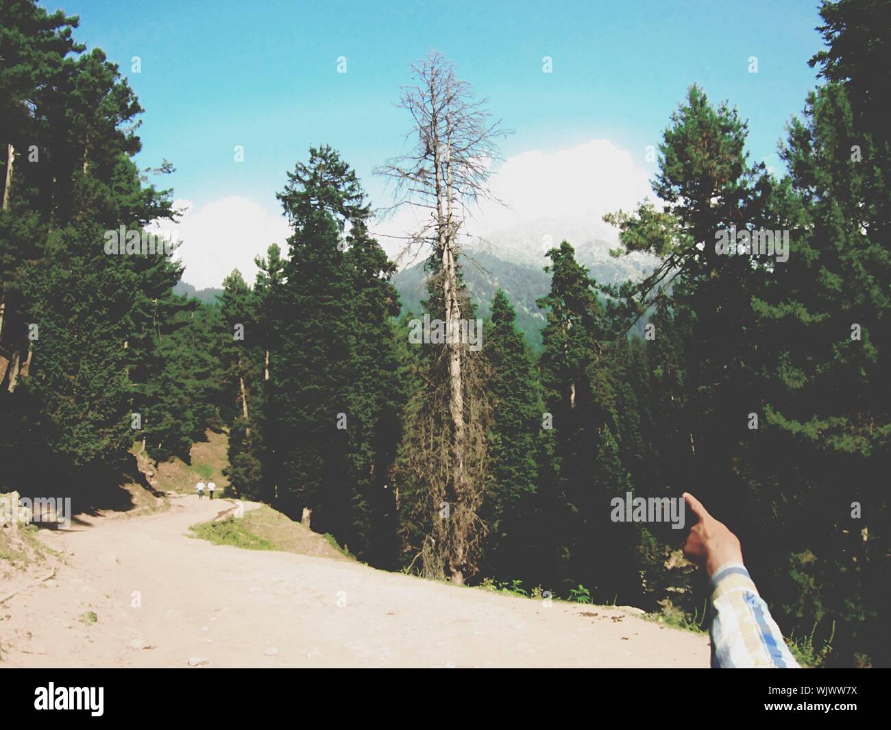 Pointing to trees hi-res stock photography and images - Alamy
