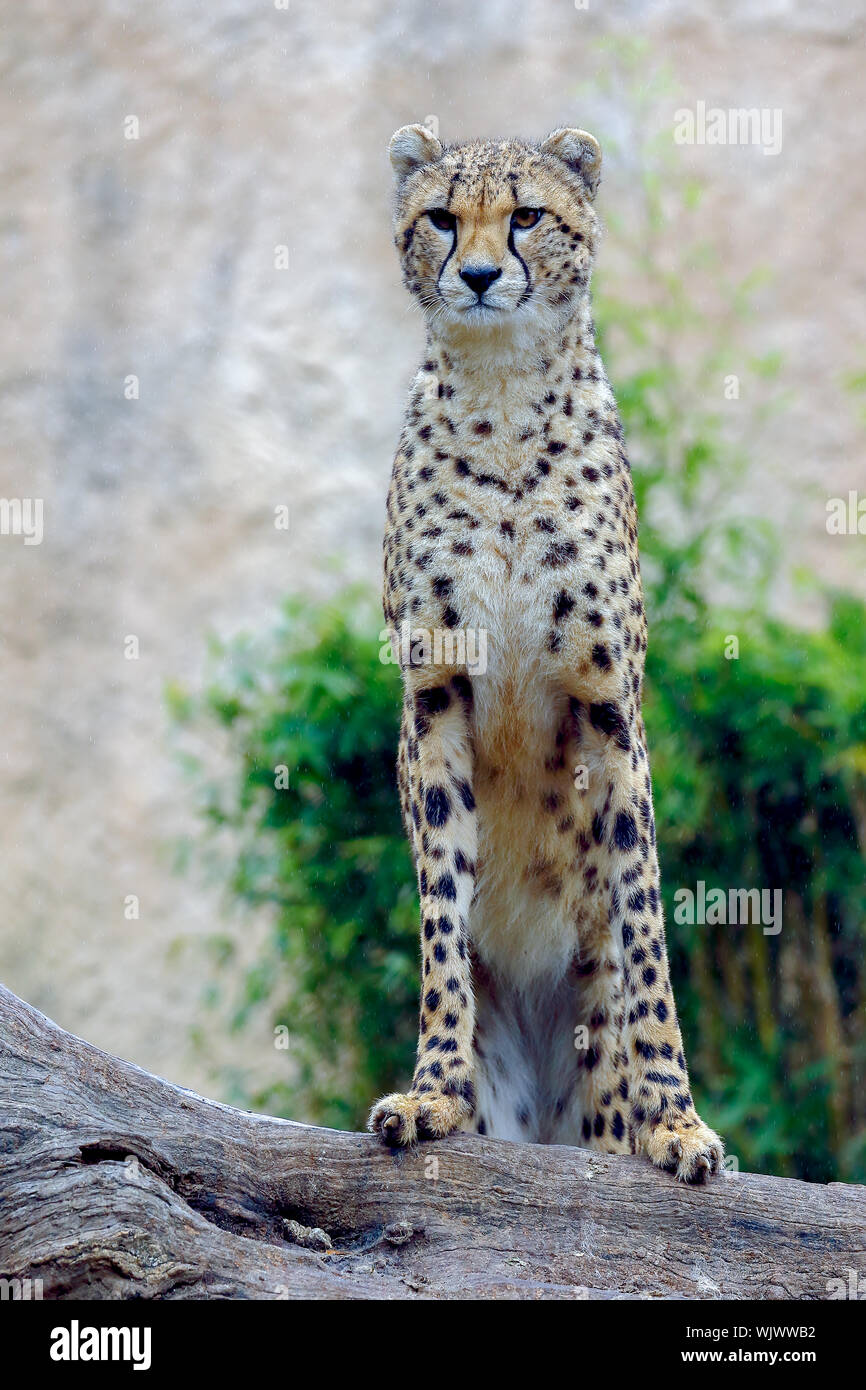 Cheetah sitting in tree hi-res stock photography and images - Alamy