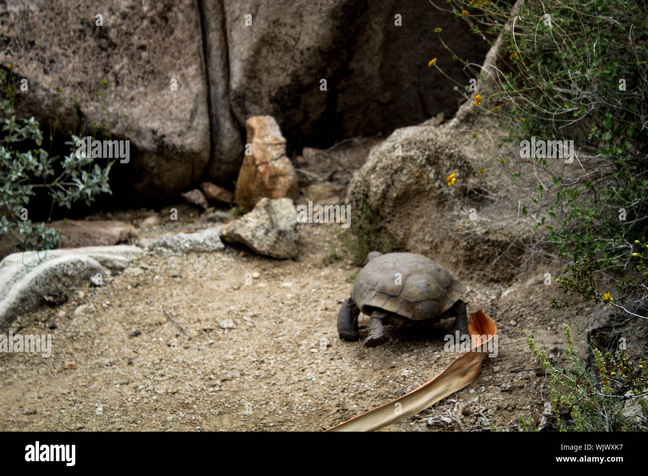 Tortoise Cave High Resolution Stock Photography and Images - Alamy