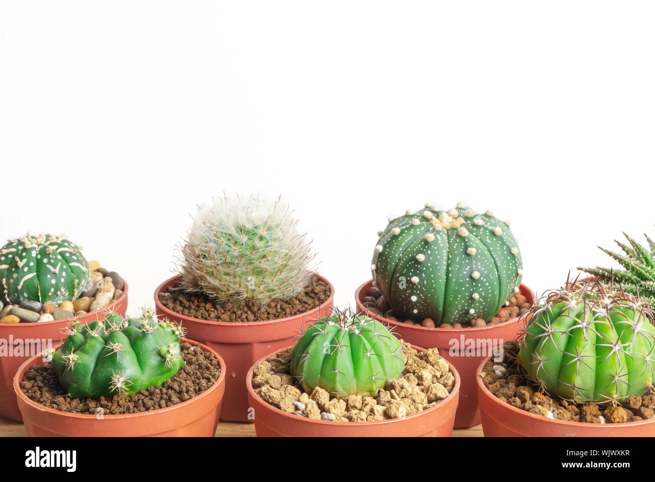 Cactus or succulents in the pot on the wooden office table and white ...