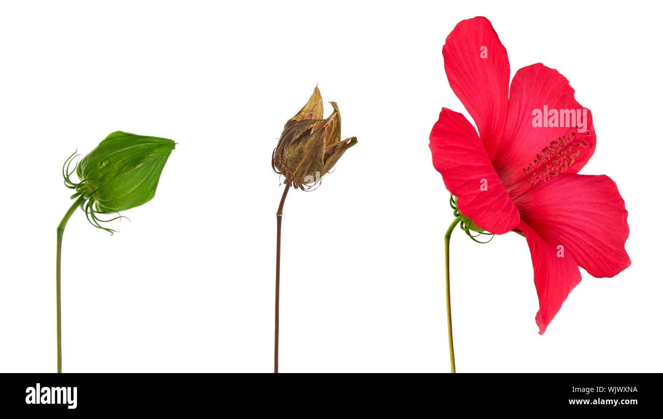 dry brown hibiscus seed box, blooming hibiscus bud and unblown isolated ...