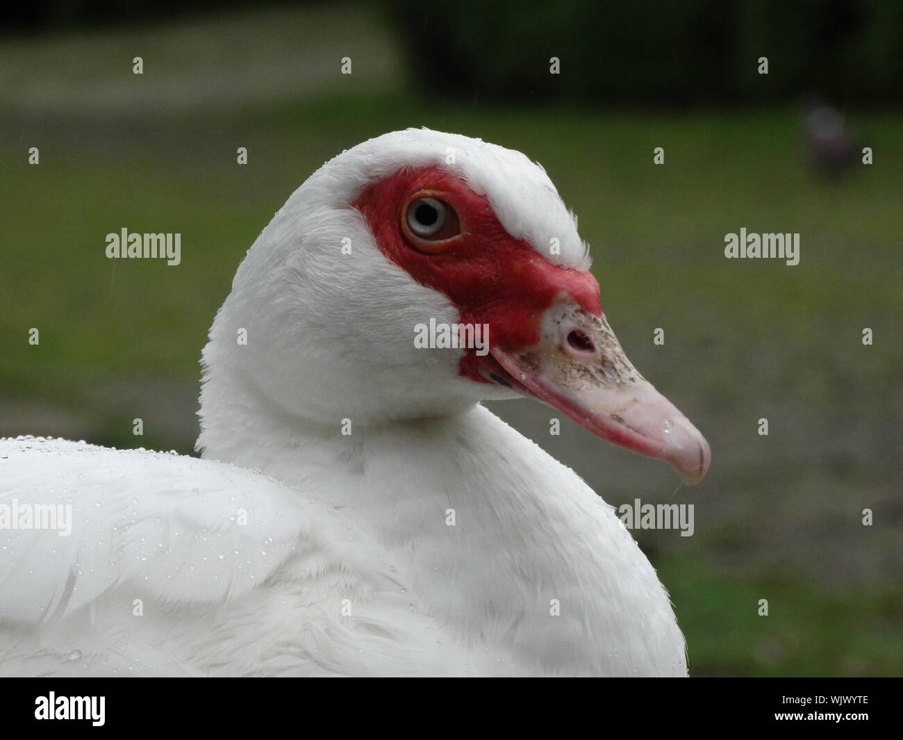 White duck red beak hi-res stock photography and images - Alamy