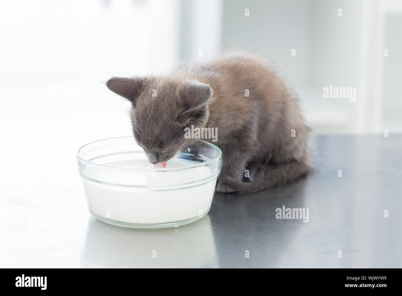 Cute kitten drinking milk from bowl on table Stock Photo - Alamy