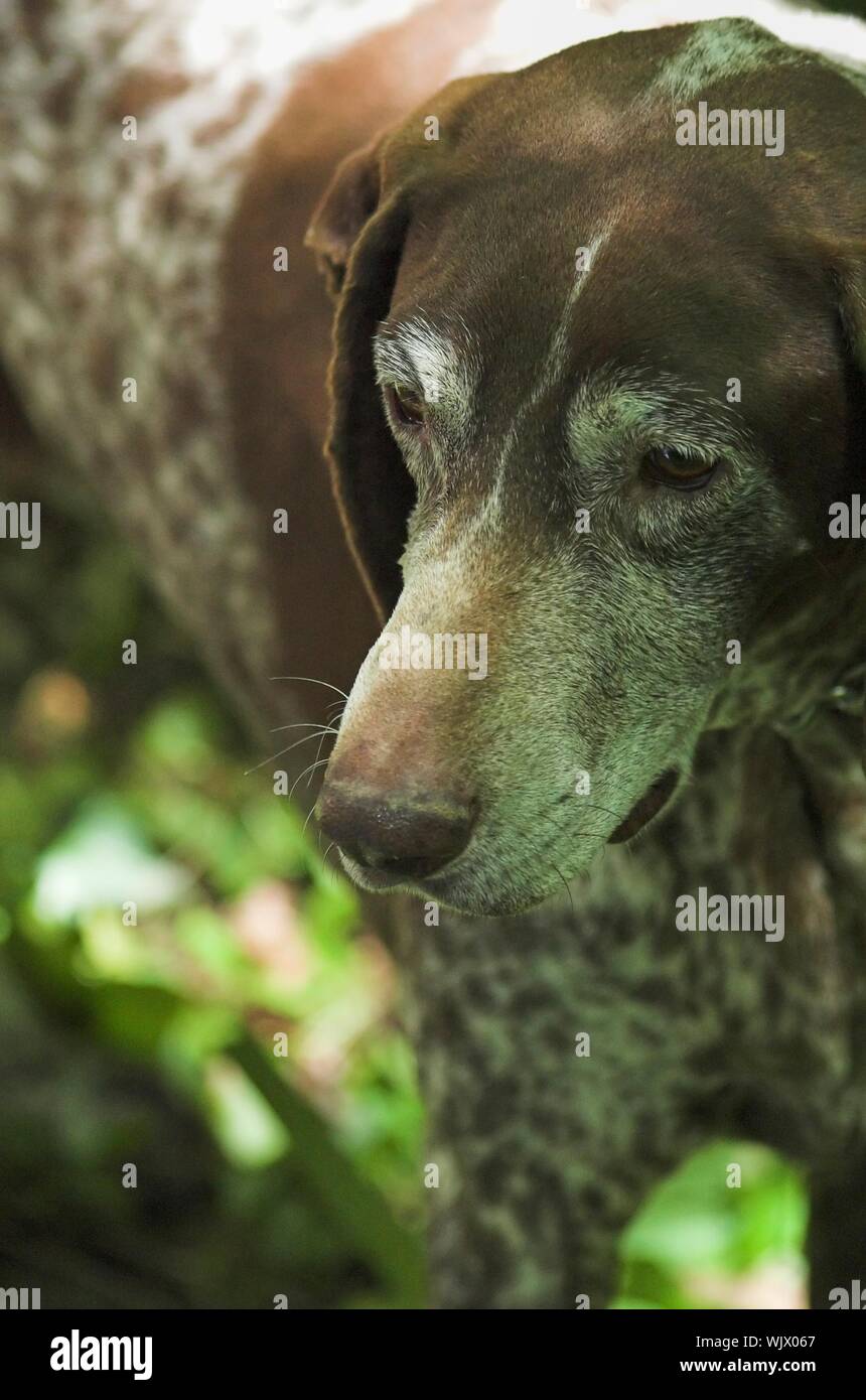 Dog truffle hunting hi-res stock photography and images - Alamy