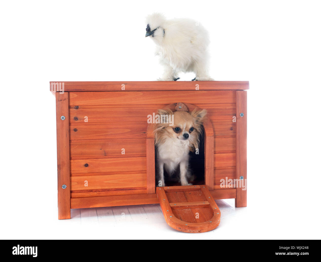 hen house and bantam silkie on a white background Stock Photo - Alamy