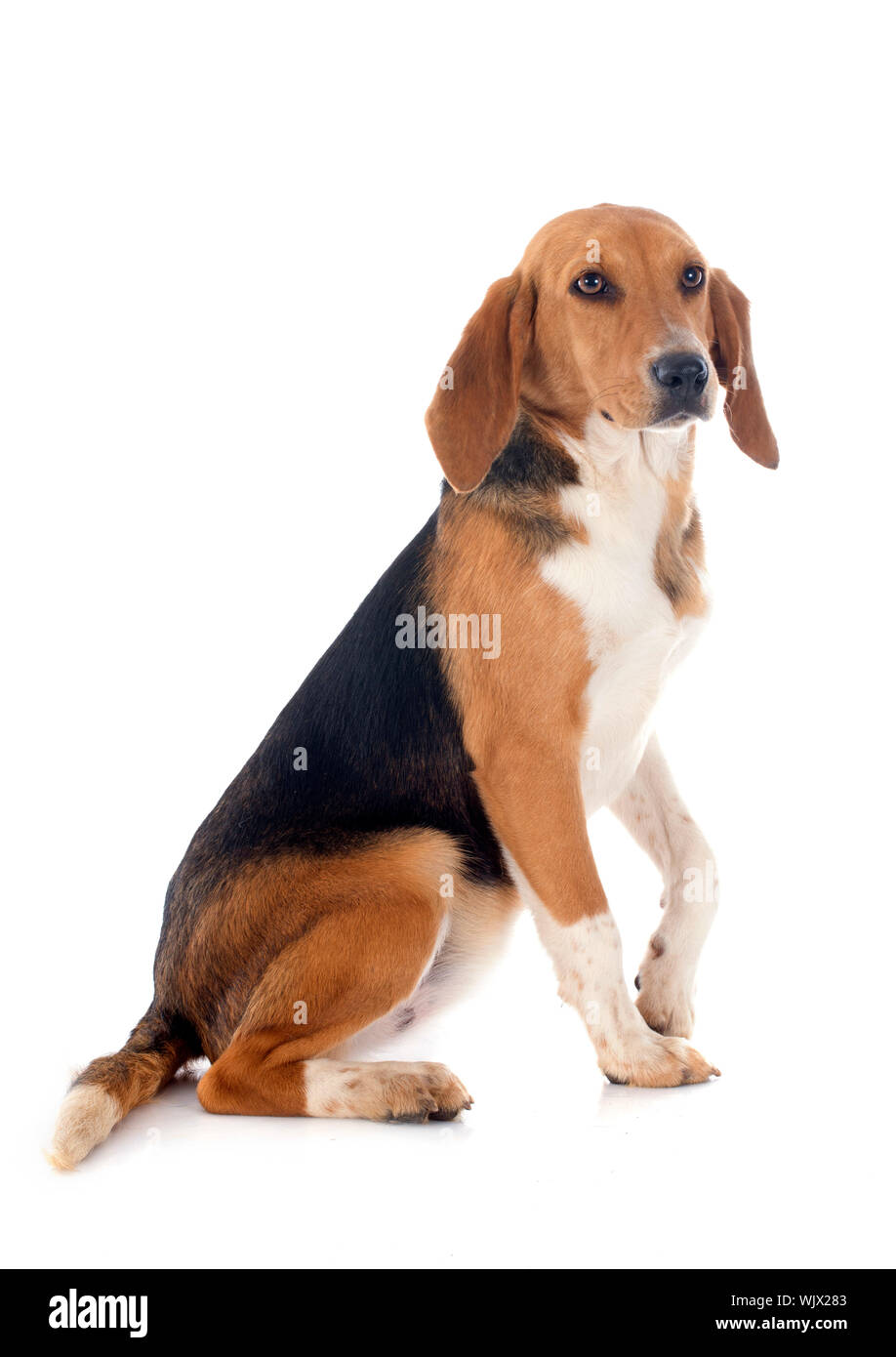 Harrier beagle Cut Out Stock Images & Pictures - Alamy