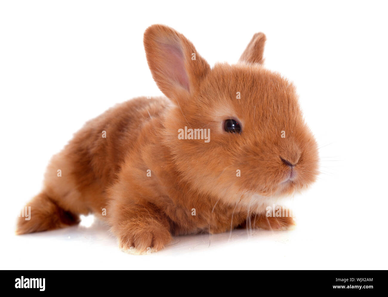Fauve de bourgogne hi-res stock photography and images - Alamy