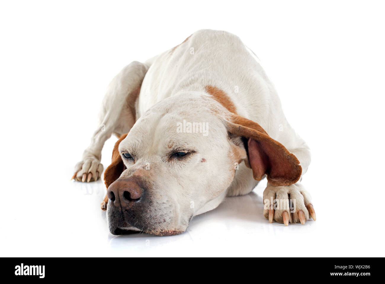 old pointer in front of white background Stock Photo - Alamy