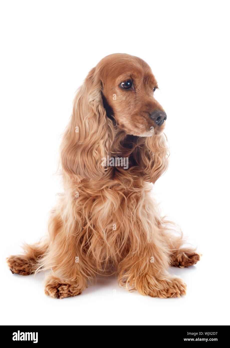 portrait of a purebred english cocker in a studio Stock Photo - Alamy