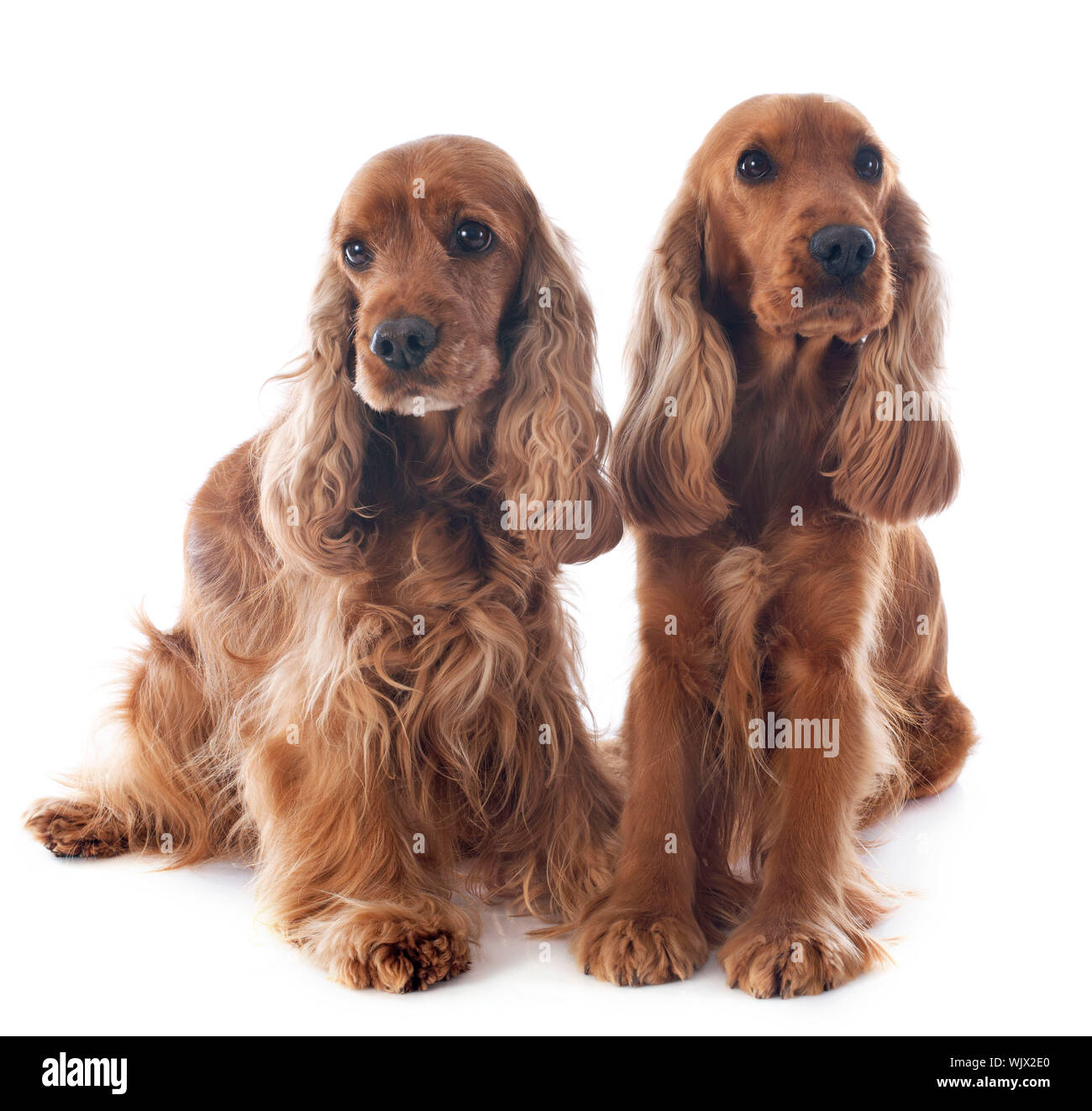 two purebred english cockers in a studio Stock Photo - Alamy