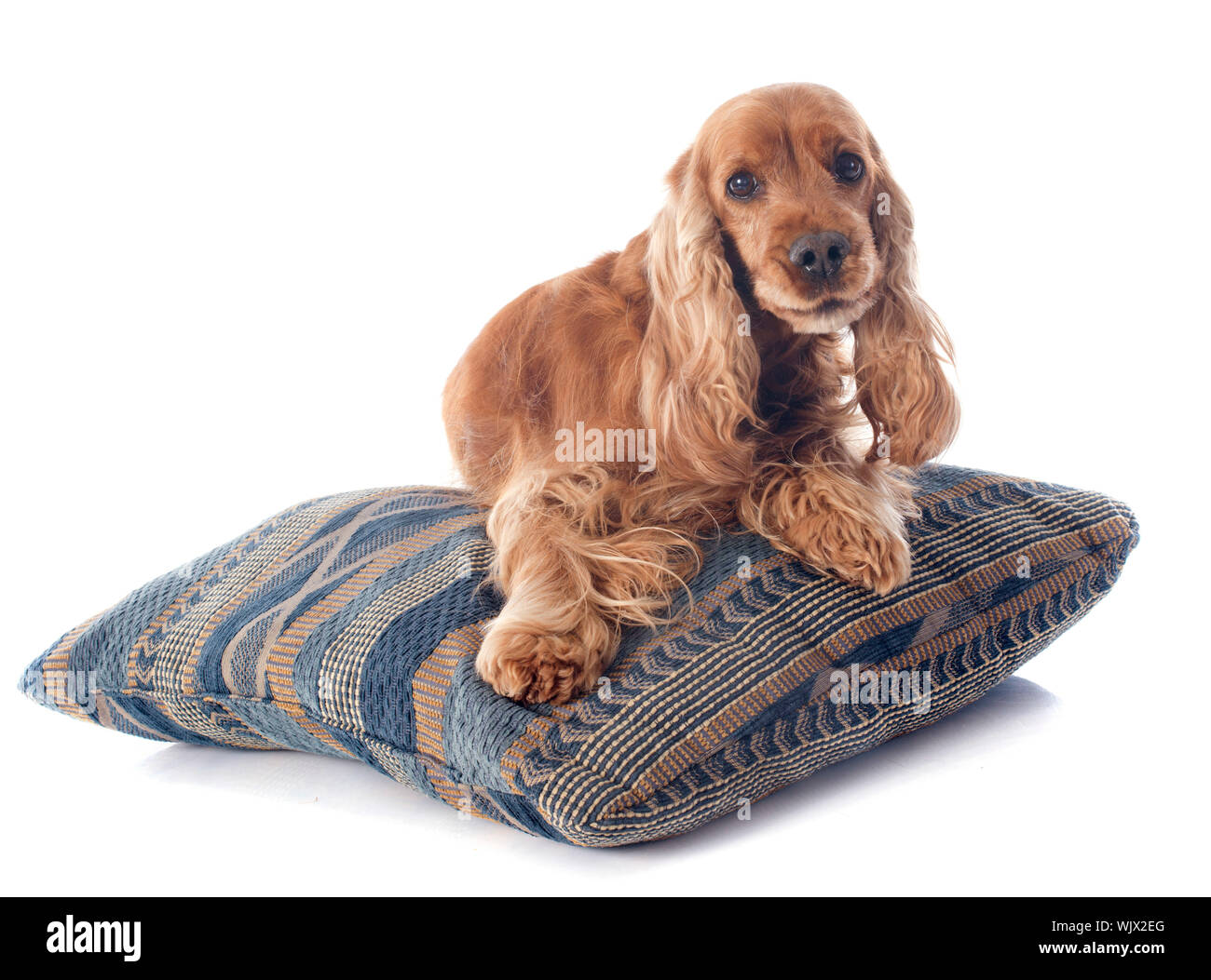 portrait of a purebred english cocker in a studio Stock Photo - Alamy
