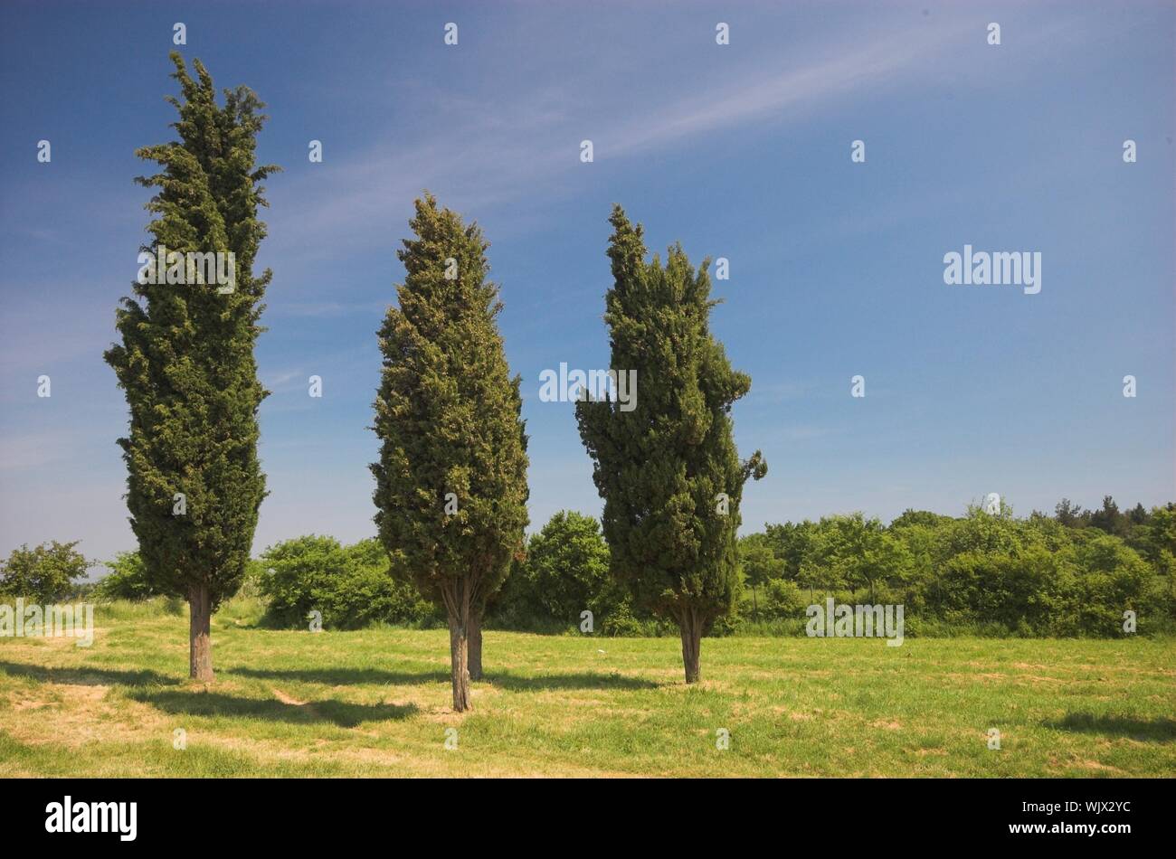 Three cypress trees in the middle of a croatian meadow Stock Photo - Alamy