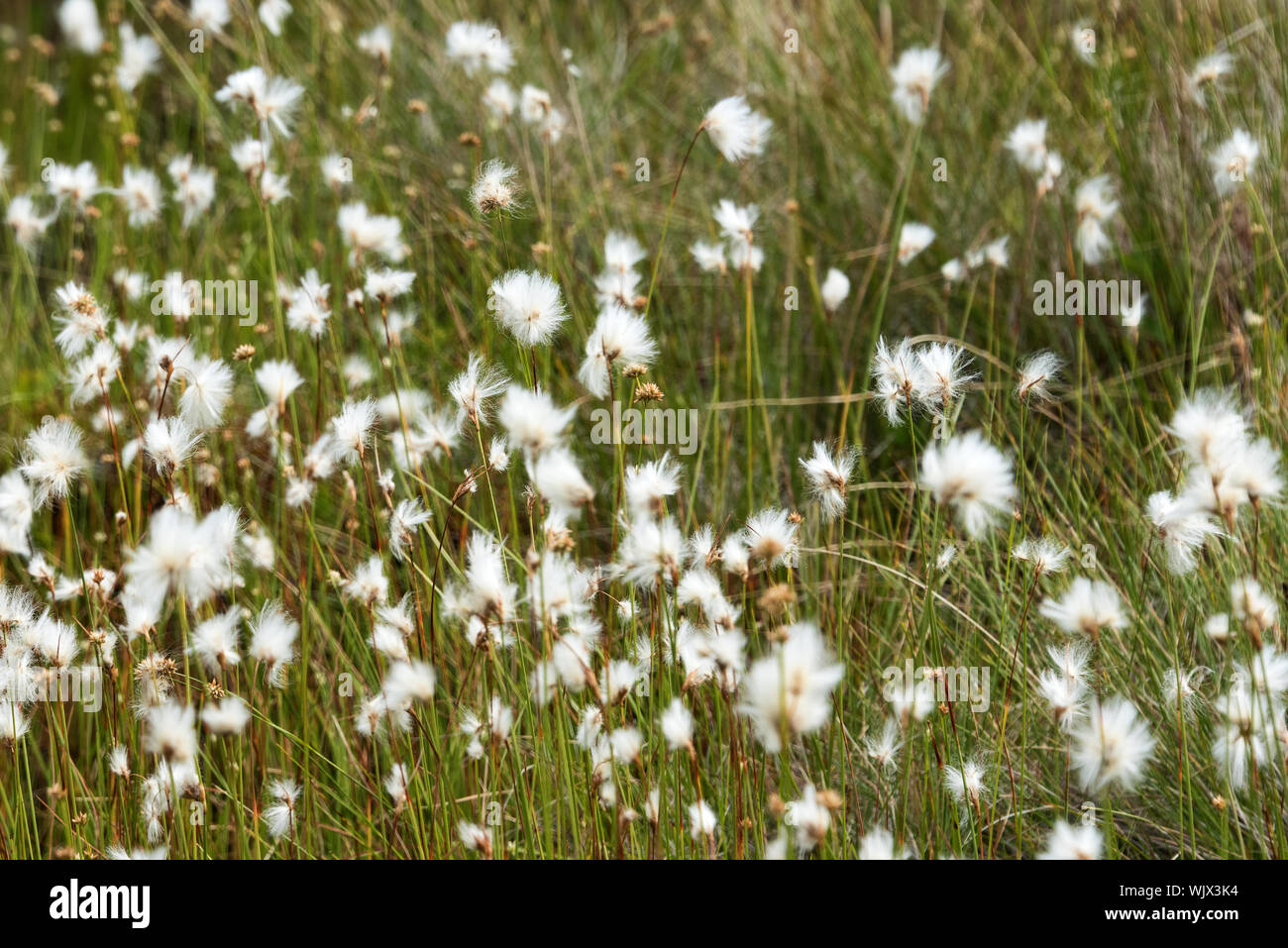 Cotton-Grass (Eriophorum sp.) blooming in an alpine bog on the South ...