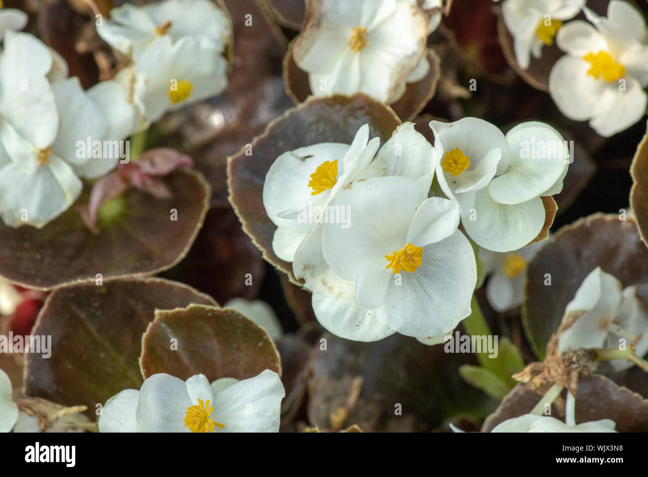 Clubed begonia hi-res stock photography and images - Alamy