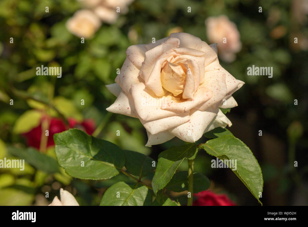 Red rose gallica officinalis hi-res stock photography and images - Alamy