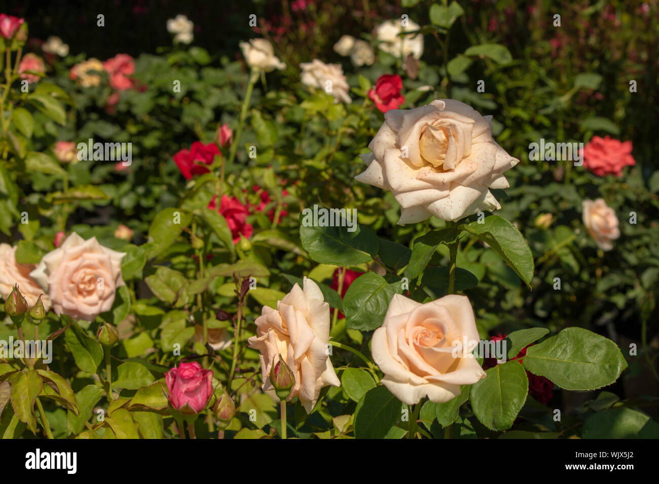 Close up shoot of Rosa gallica flower Stock Photo - Alamy