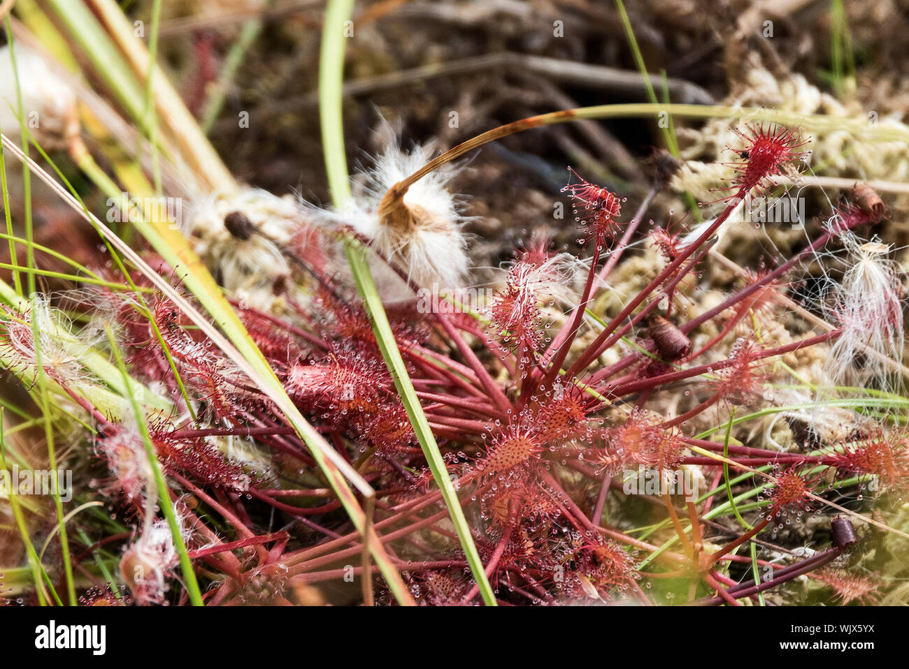 Alpine bog with Cotton-Grass and Spatulate-leaved Sundews on the South ...