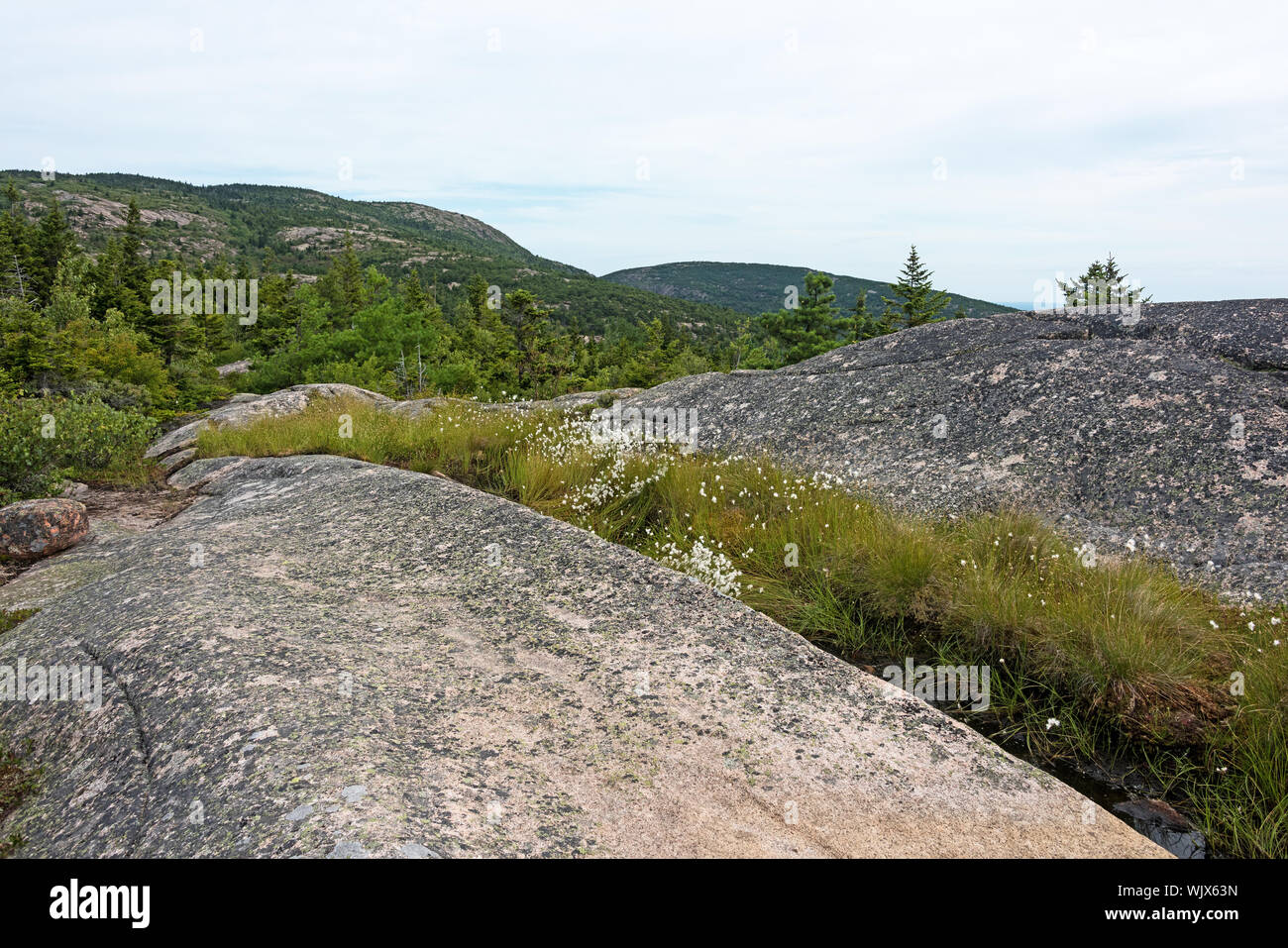 Alpine bog with Cotton-Grass in bloom on the South Ridge trail of ...