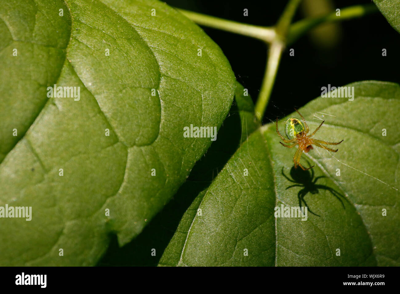 Green patterned spider waxing on a leaf Stock Photo - Alamy