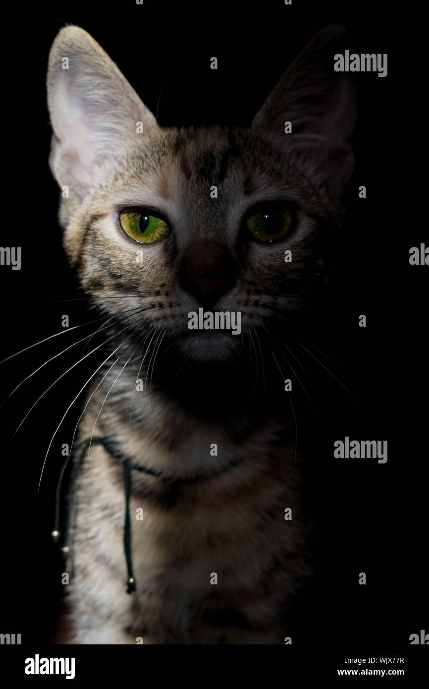 Cat in the shadows hi-res stock photography and images - Alamy