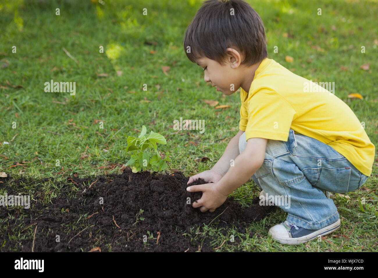 Side view of a young boy planting a young plant in the park Stock Photo ...