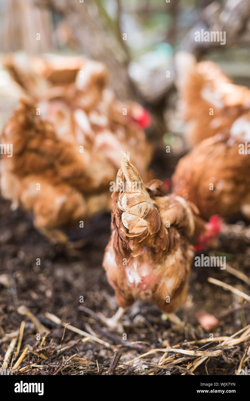 Five Chickens High Resolution Stock Photography and Images - Alamy