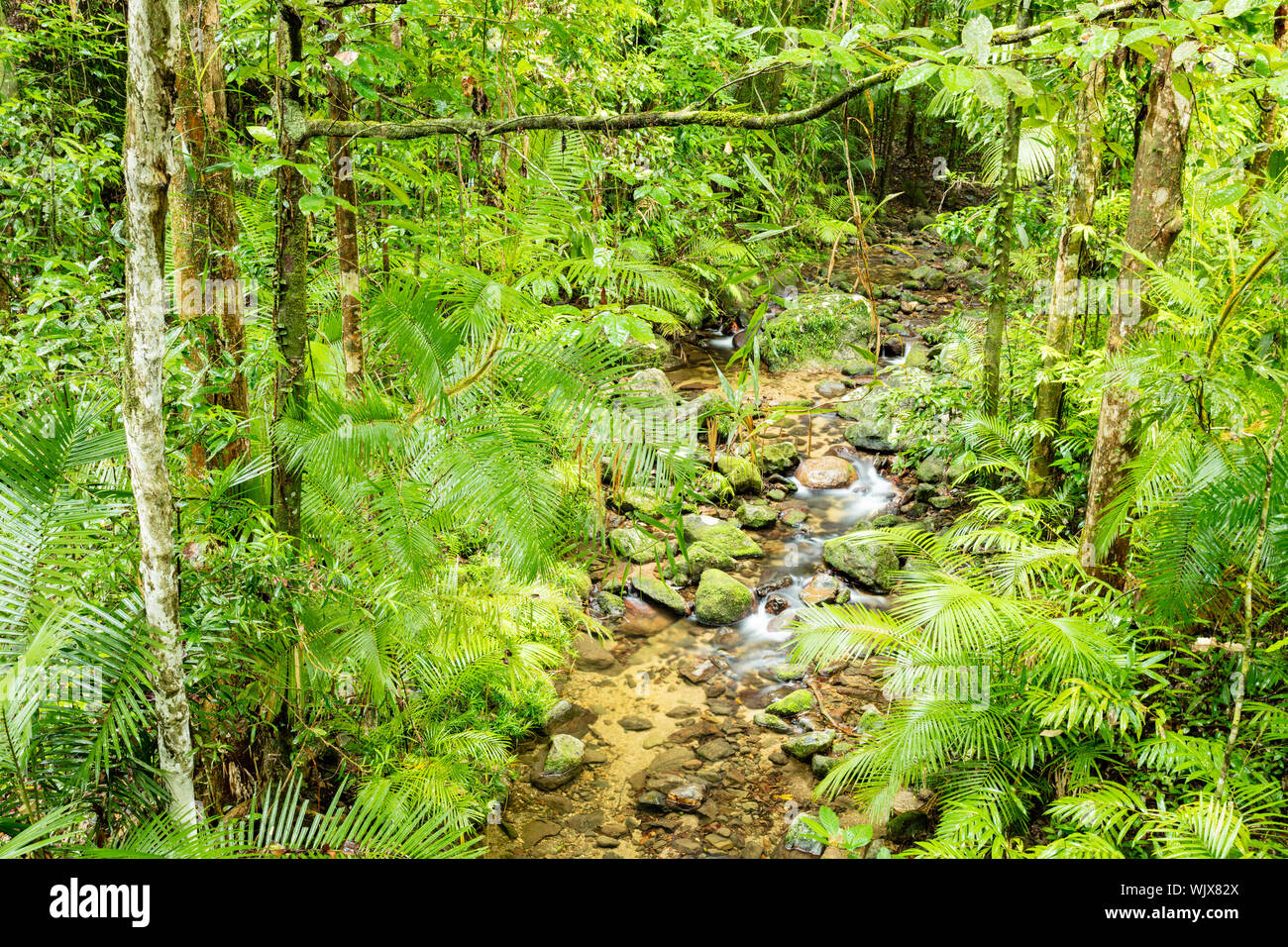 Mossman, Queensland, Australia. Small stream in the lush wet rain ...