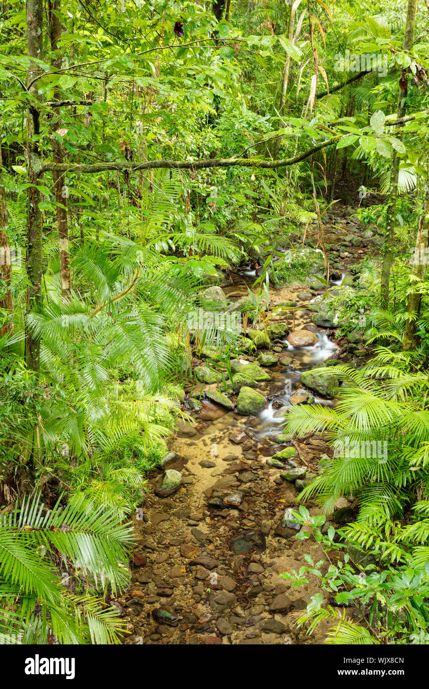 Mossman, Queensland, Australia. Small stream in the lush wet rain ...