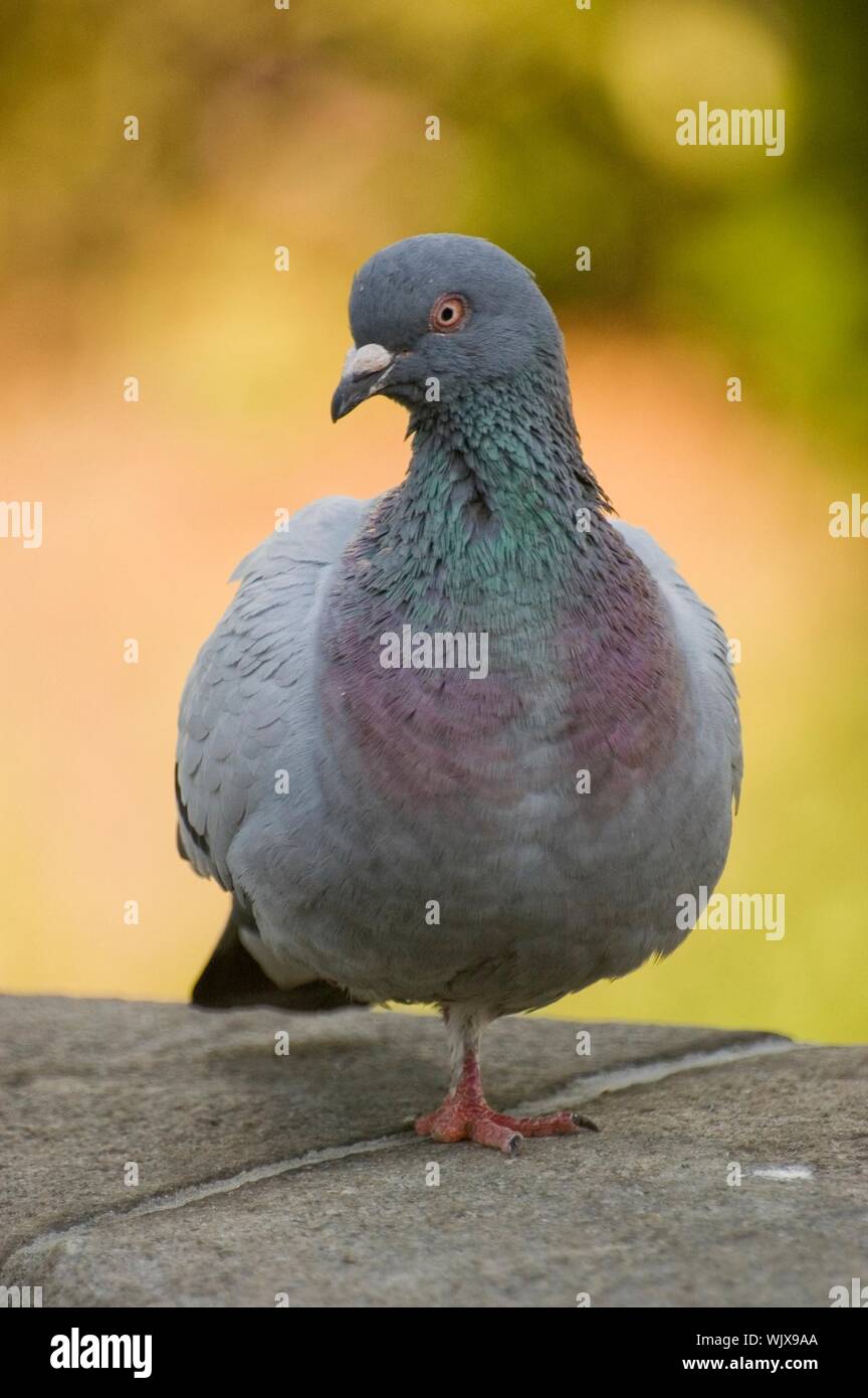 Feral rock pigeon resting on a stone wall Stock Photo - Alamy