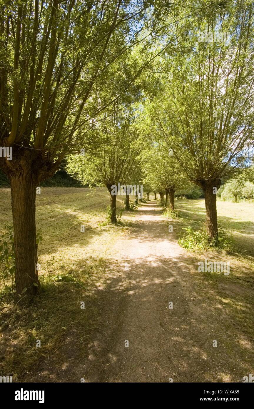 Row of willow trees in a spring meadow hi-res stock photography and ...