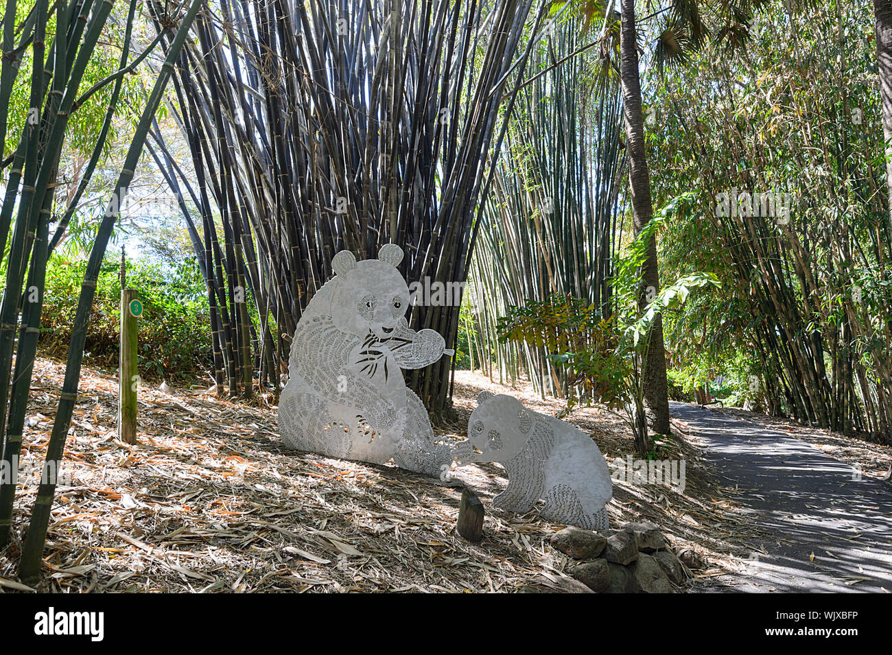 Walking trail through the bambo grove with panda cut outs, Mt Coot-tha ...