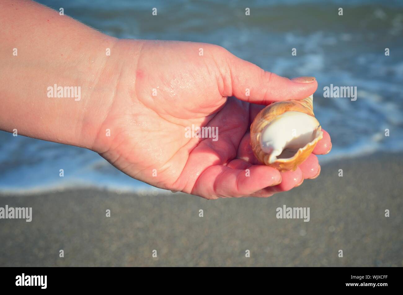 Holding seashell in hand High Resolution Stock Photography and Images ...