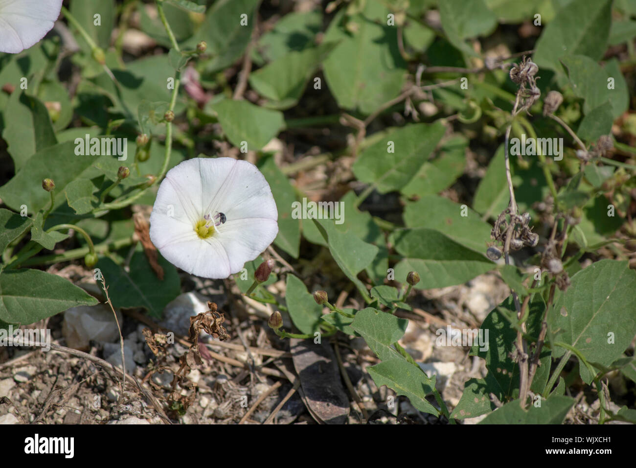 False hedge bindweed hi-res stock photography and images - Alamy