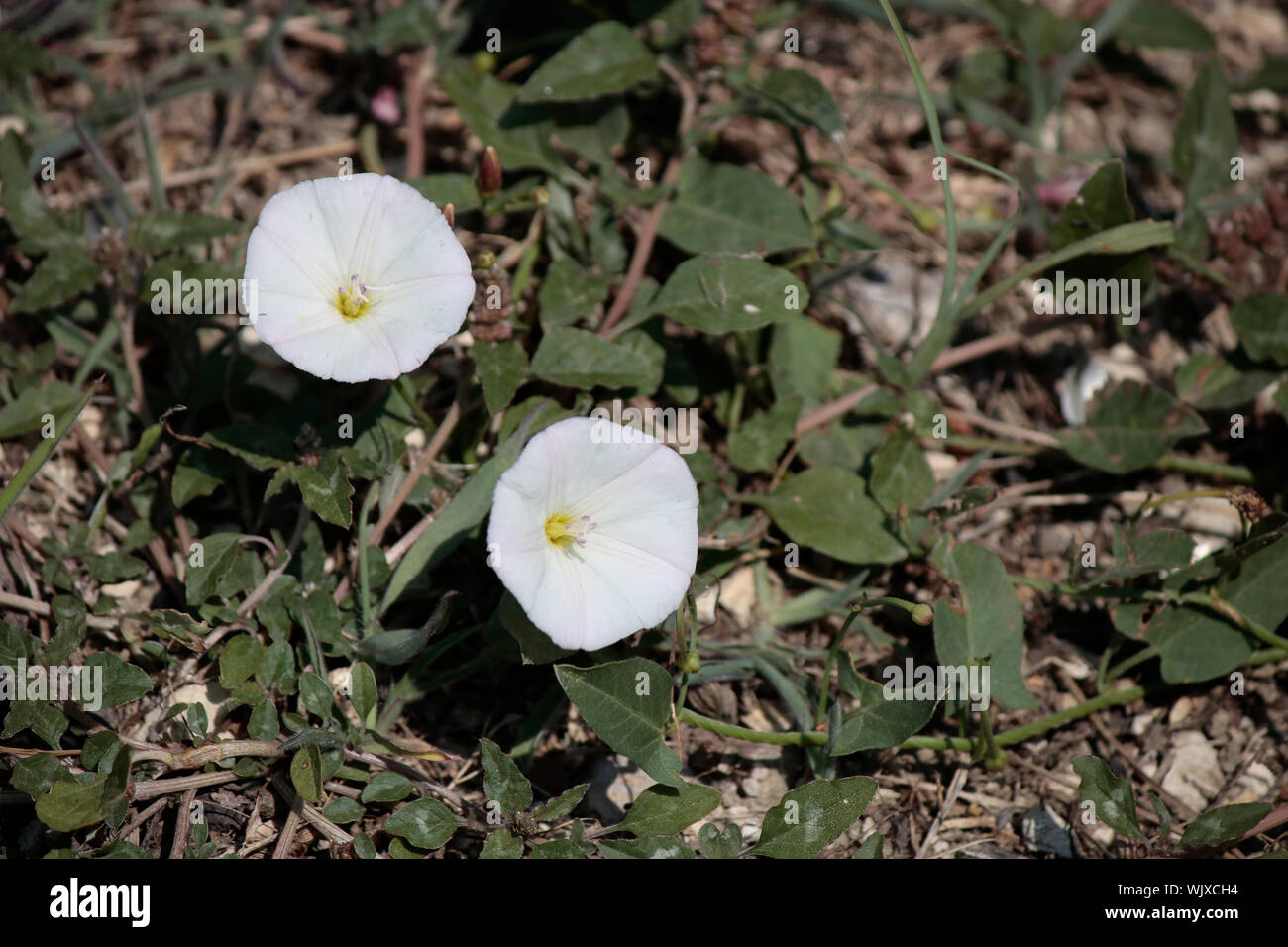 False hedge bindweed hi-res stock photography and images - Alamy