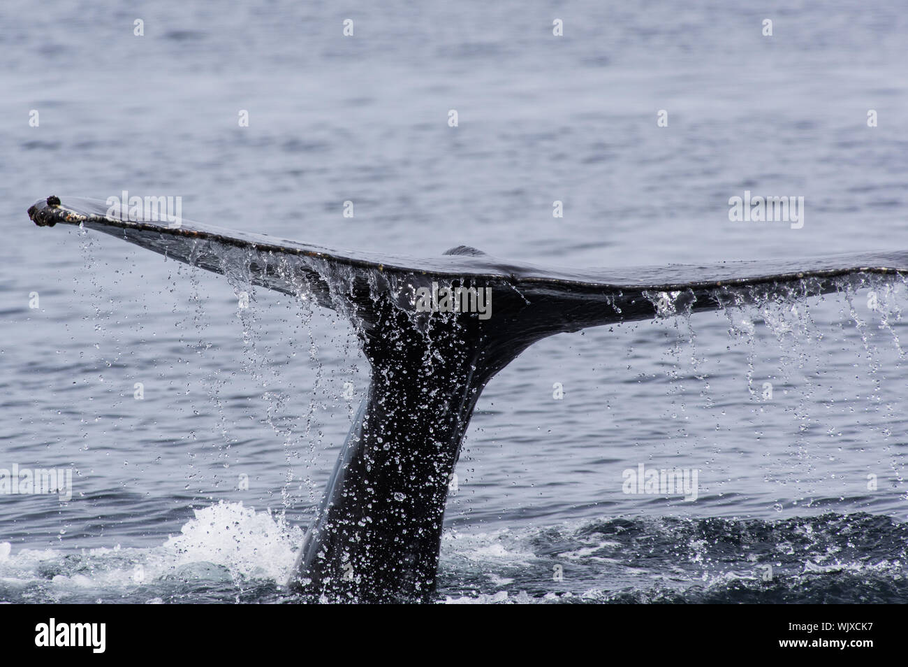 Humpback whale tail splashing hi-res stock photography and images - Alamy