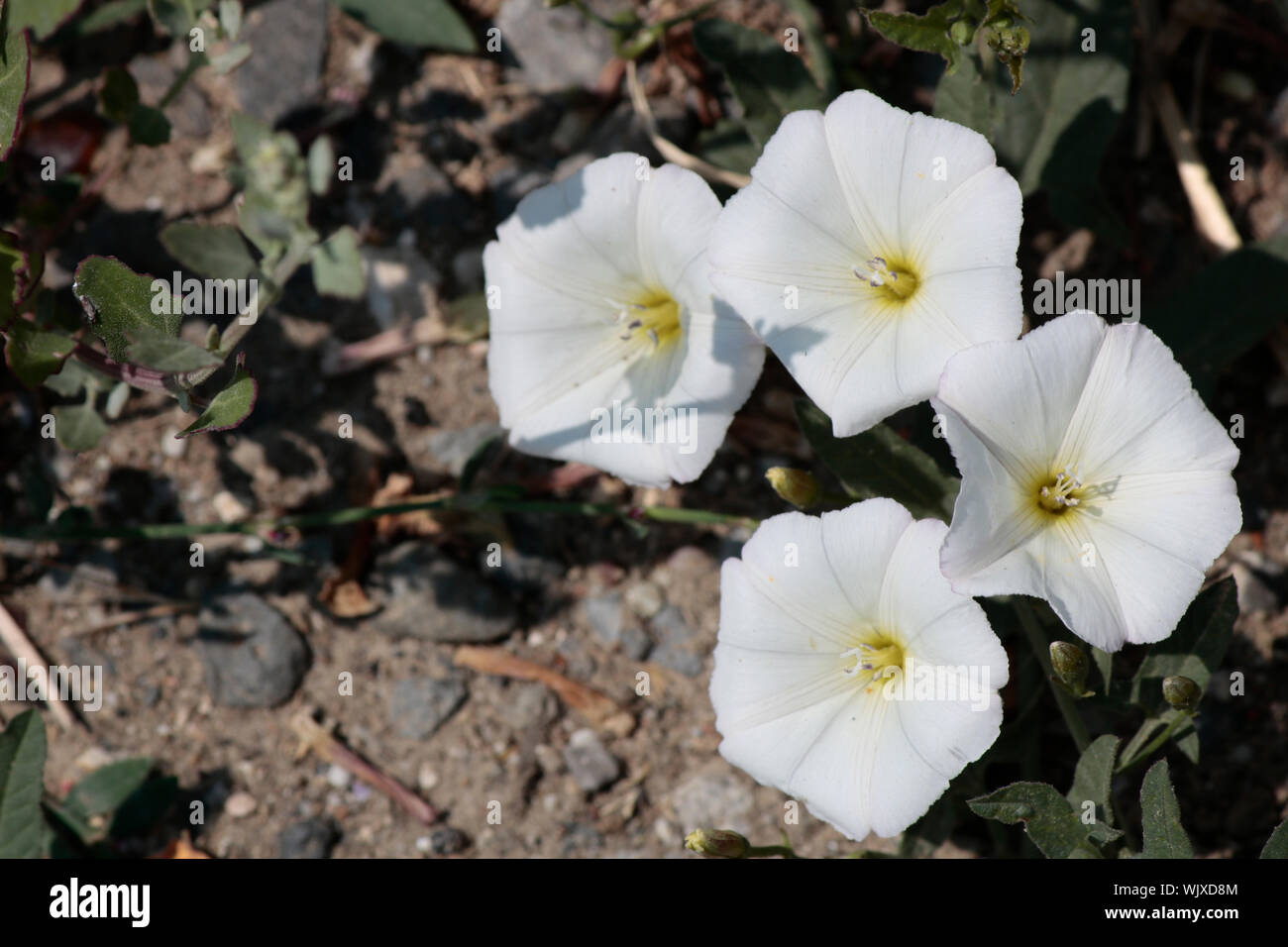 False hedge bindweed hi-res stock photography and images - Alamy
