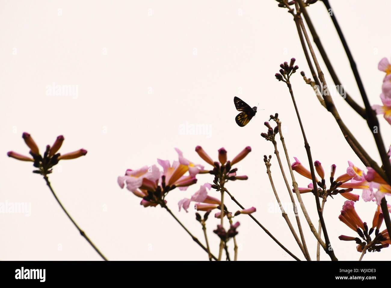 Flying mid air butterfly hi-res stock photography and images - Alamy