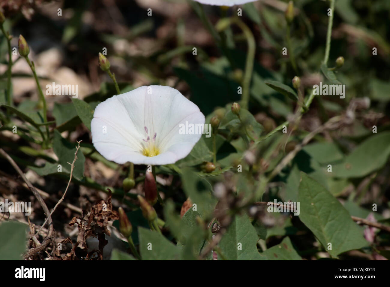 Hedge false Close up of bindweed plant Stock Photo - Alamy