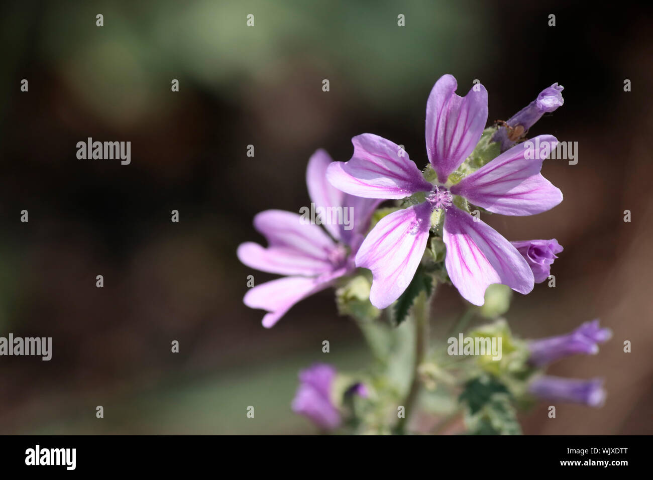 Malva pusilla hi-res stock photography and images - Alamy