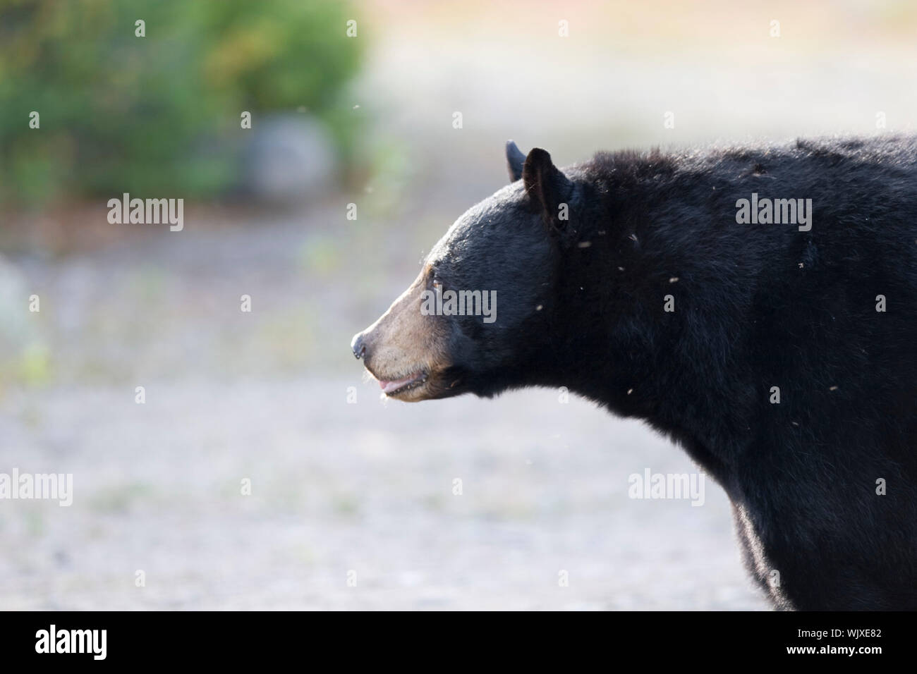 Black bear close up profile view hi-res stock photography and images ...