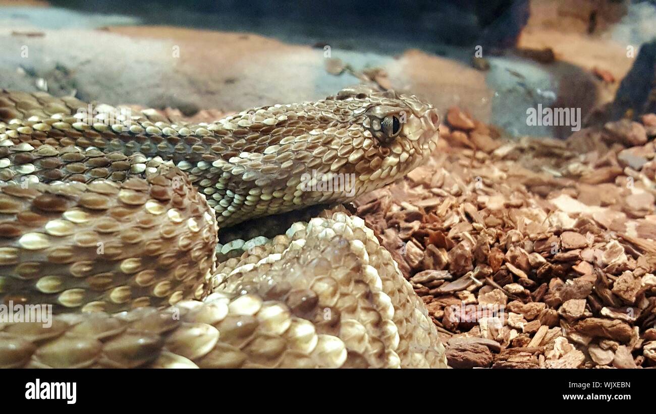 Snake stones hi-res stock photography and images - Alamy