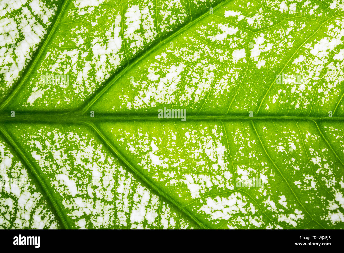 Variegated leaf hi-res stock photography and images - Alamy