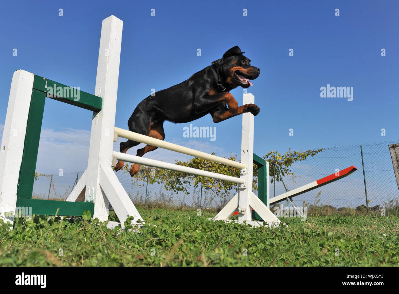 purebred rottweiler jumping in a training of agility Stock Photo - Alamy